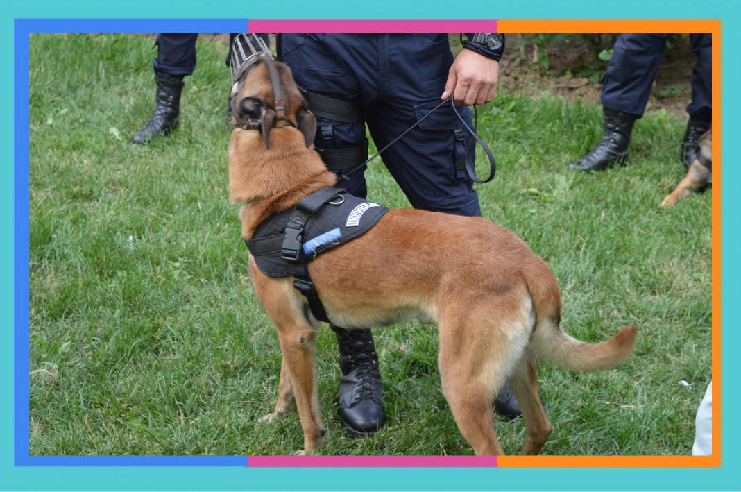 Día Mundial del Perro de Trabajo: 21 de enero