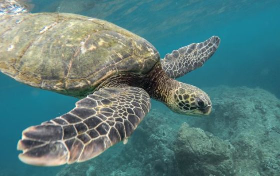 Día Mundial de las Tortugas Marinas: 16 de junio