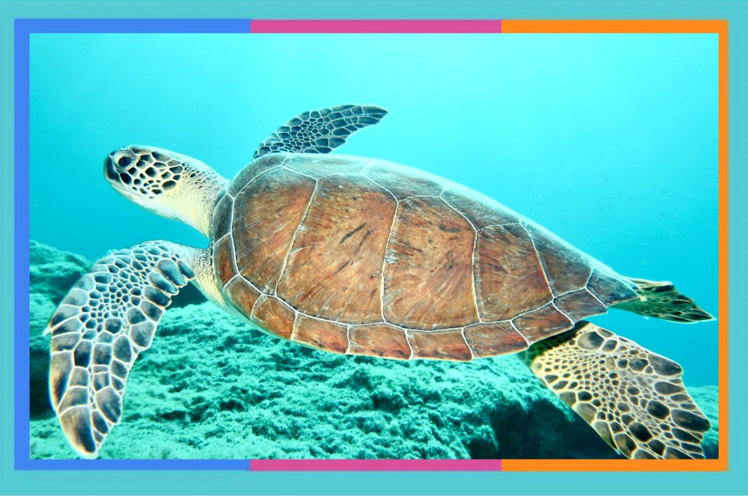 Día Mundial de las Tortugas Marinas: 16 de junio